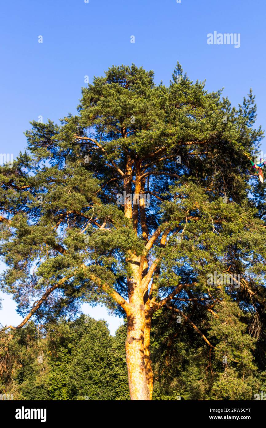 Shot of the big pine tree Stock Photo - Alamy