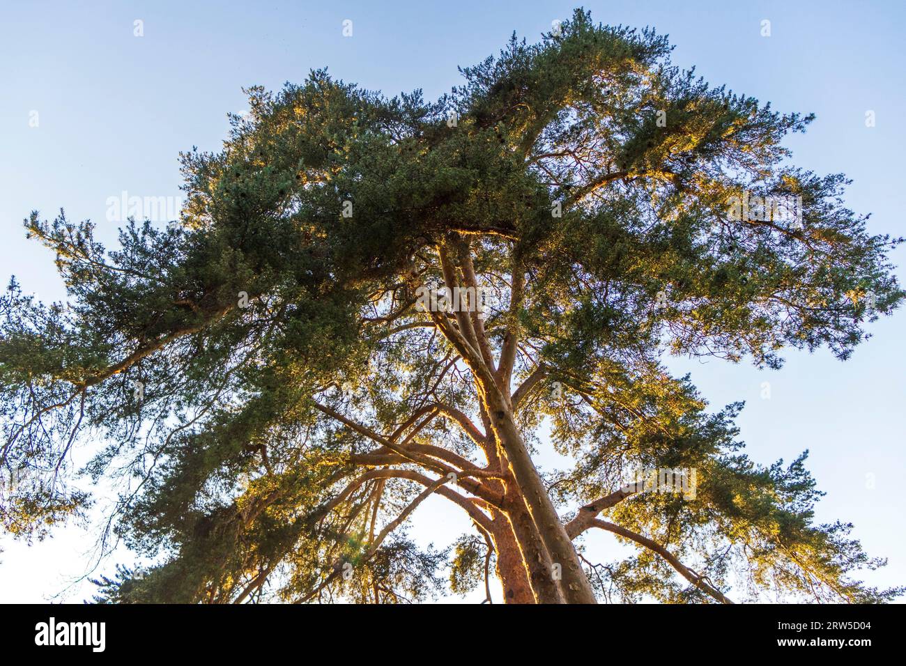 Beautiful shot big trees hi-res stock photography and images - Alamy