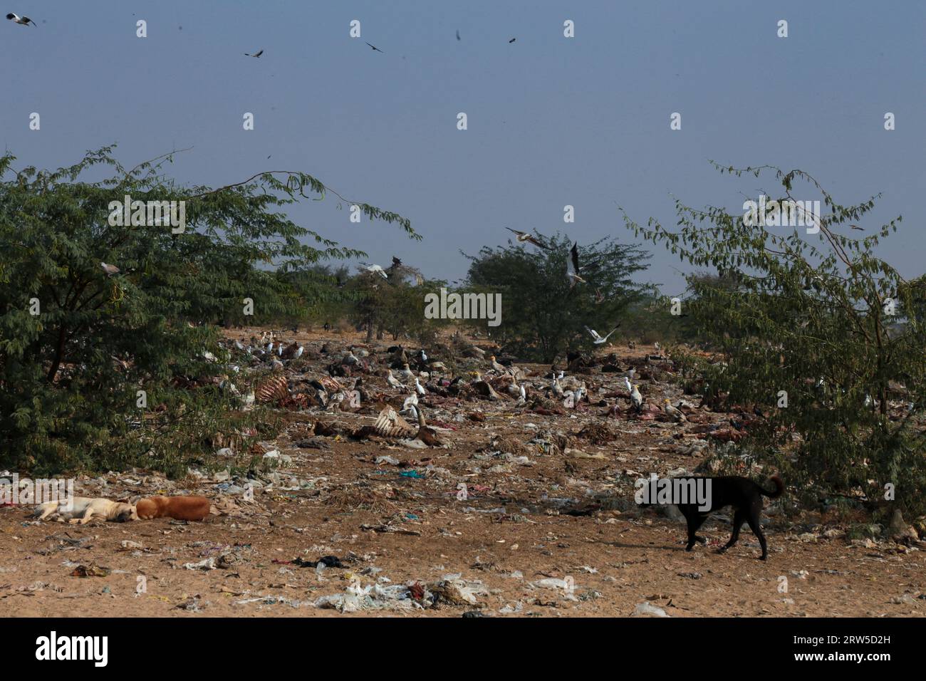 Animal cemetery, with rotting carcasses in the open air and full of ...