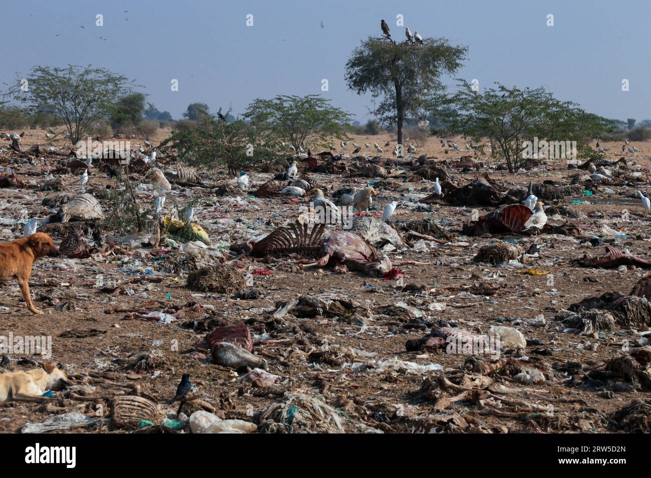 Animal cemetery, with rotting carcasses in the open air and full of ...
