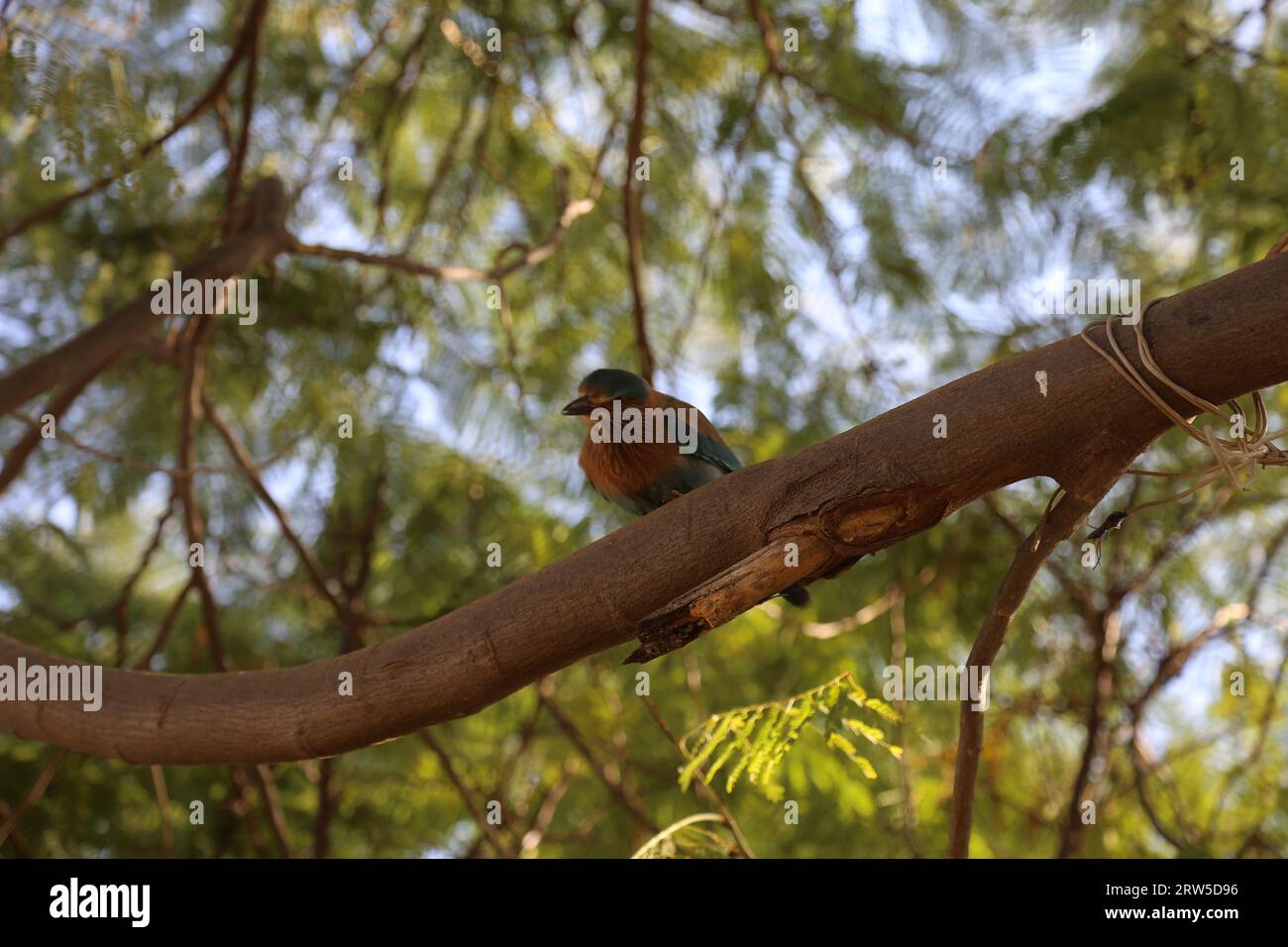 Exotic colourful bird on a tree branch - Coracias benghalensis, a ...