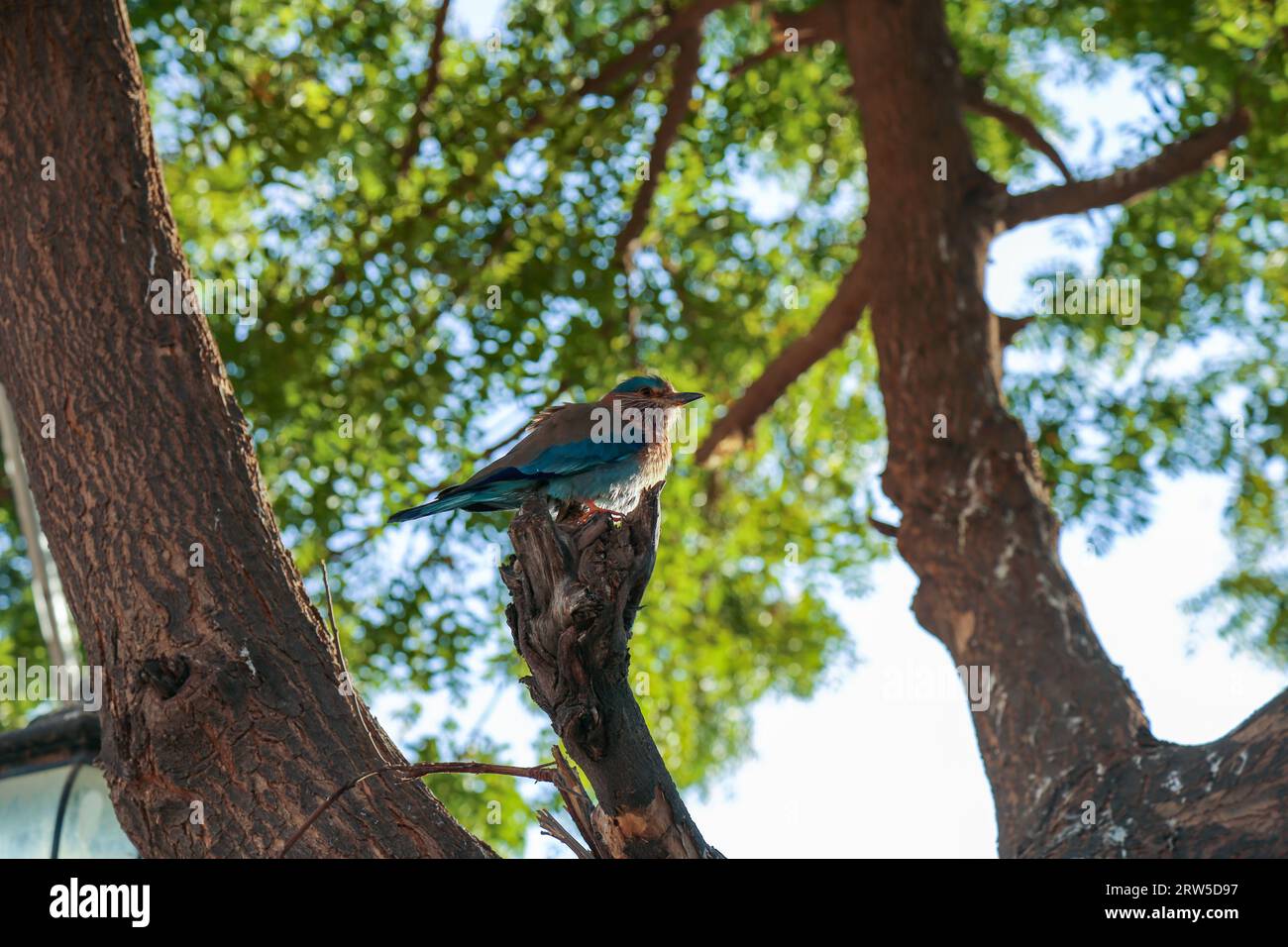 Exotic colourful bird on a tree branch - Coracias benghalensis, a ...