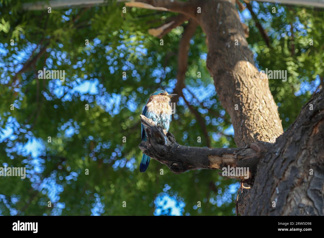 Exotic colourful bird on a tree branch - Coracias benghalensis, a ...