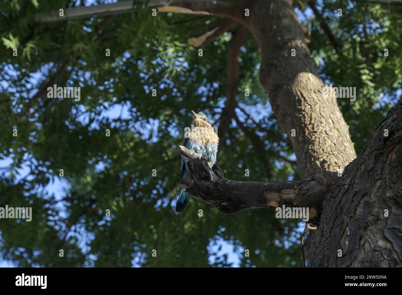 Exotic colourful bird on a tree branch - Coracias benghalensis, a ...