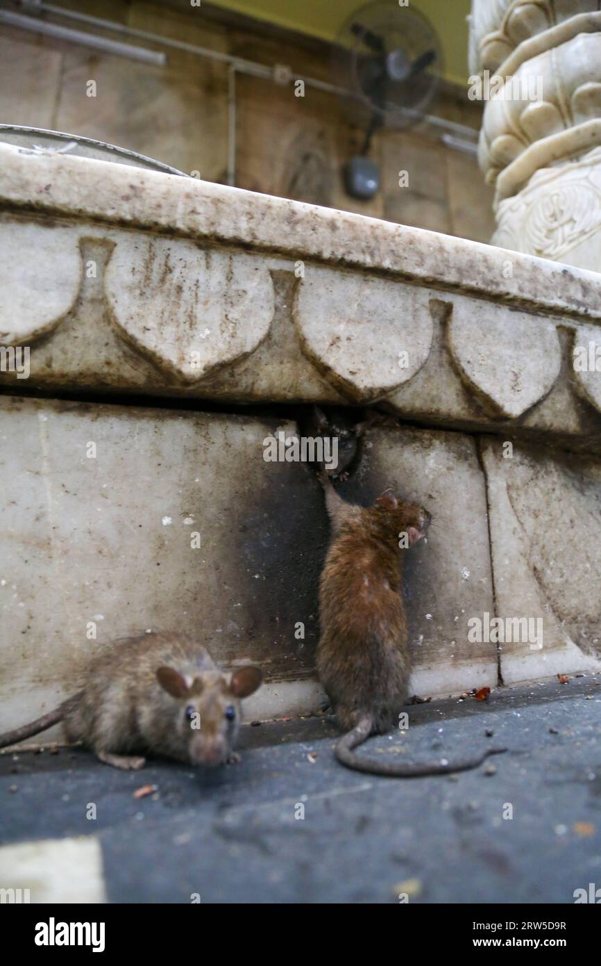 Karni Mata Temple – the rat temple of Rajasthan. Rats around the wall ...