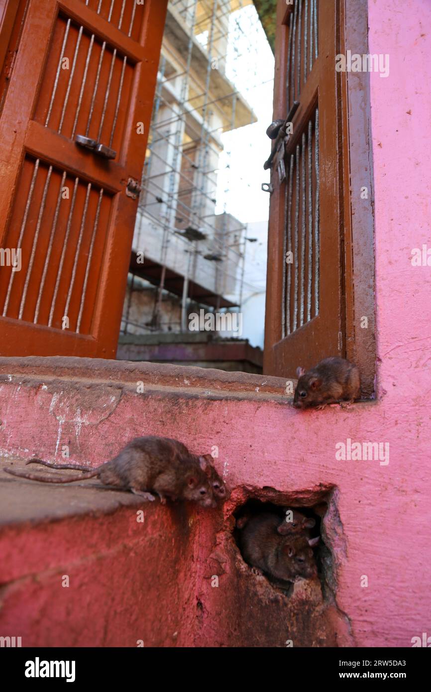 Karni Mata Temple – the rat temple of Rajasthan. Rats around the wall ...