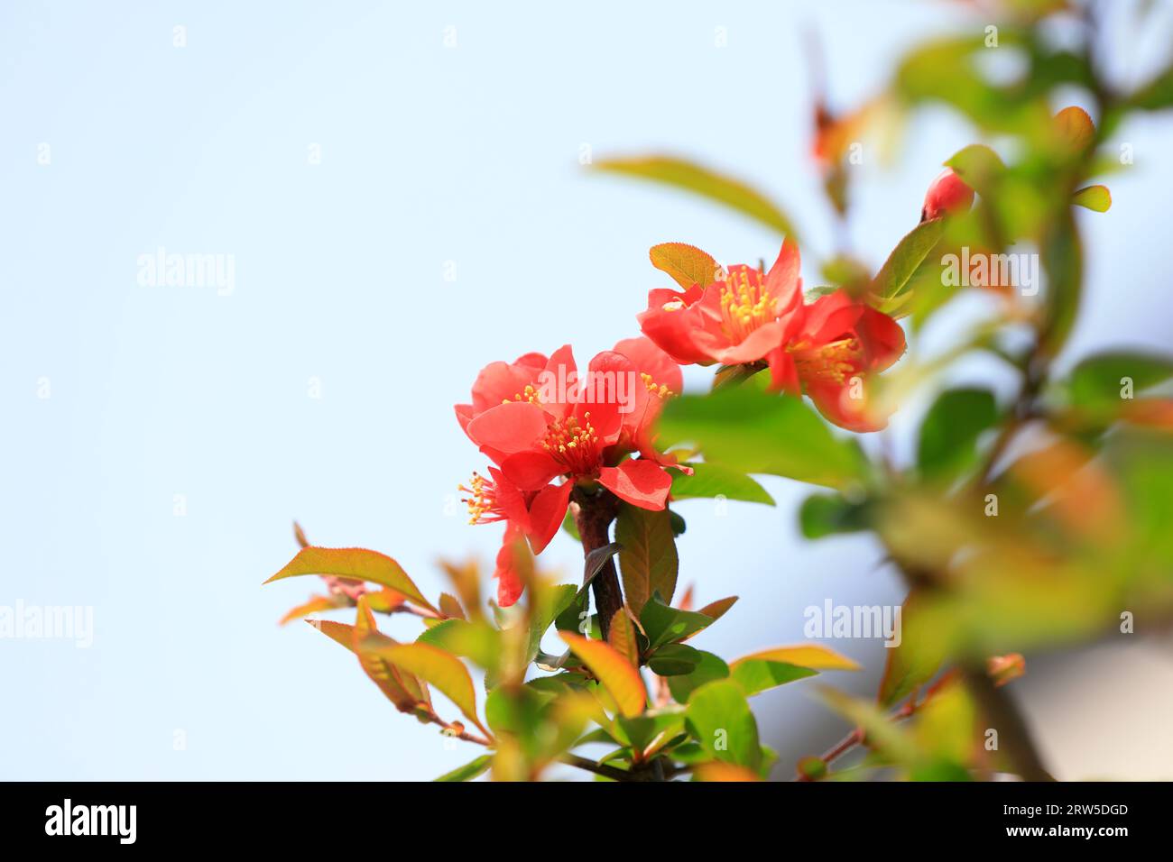 Begonia flowers in botanical garden, North China Stock Photo - Alamy