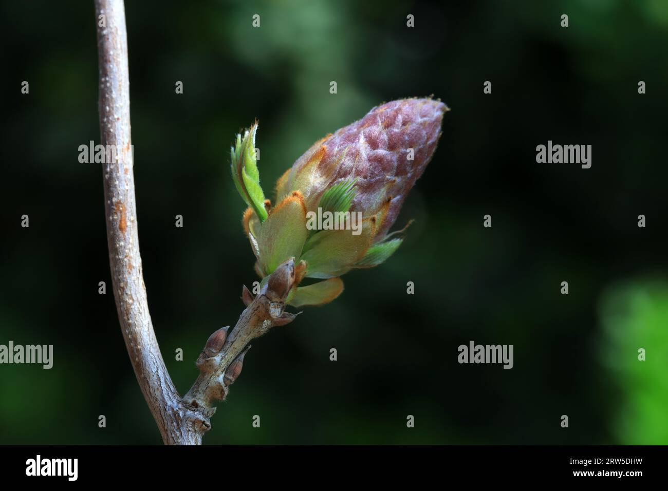 Wisteria buds hi-res stock photography and images - Alamy