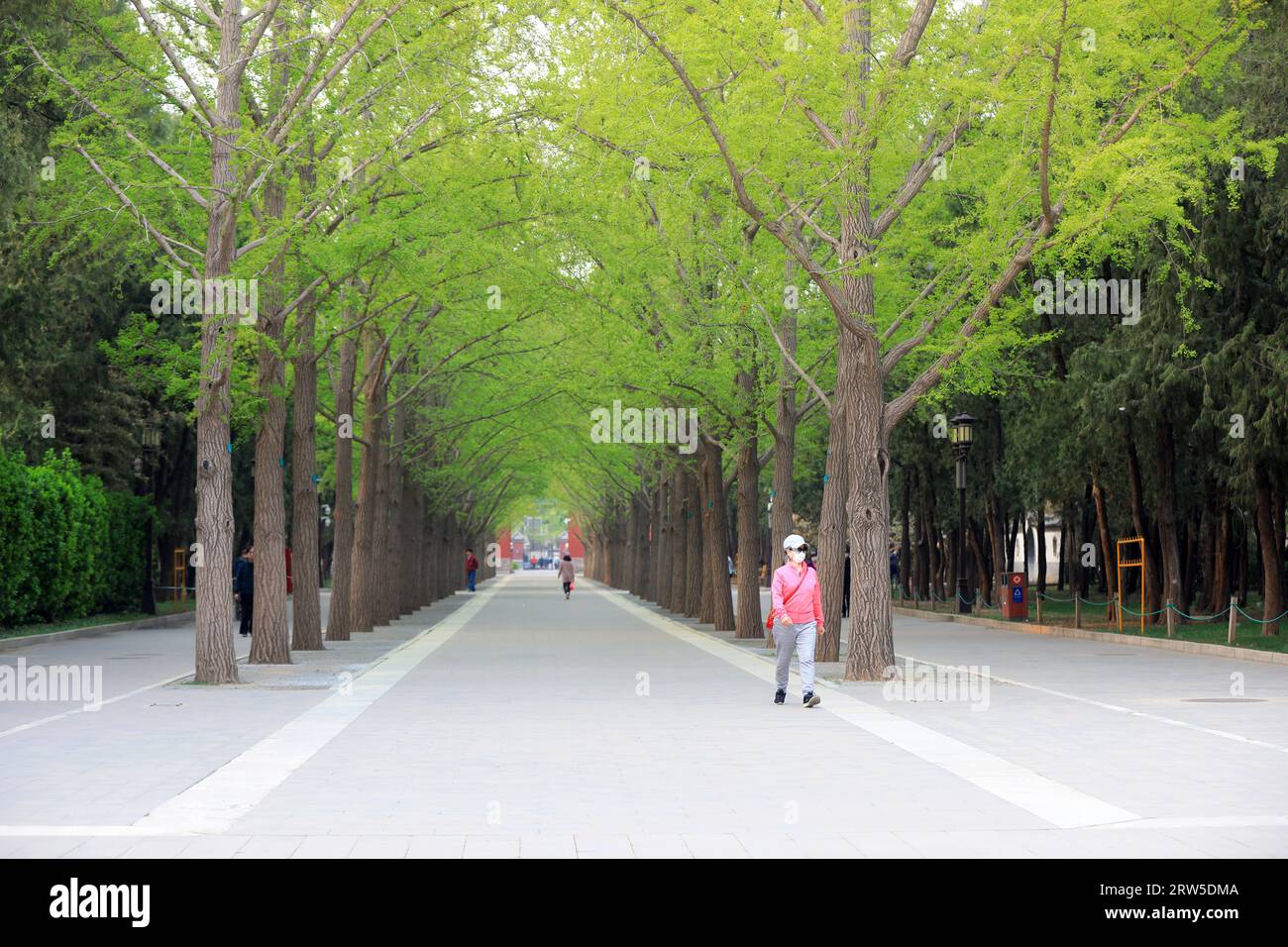 Greening trees in a park, Beijing Stock Photo - Alamy