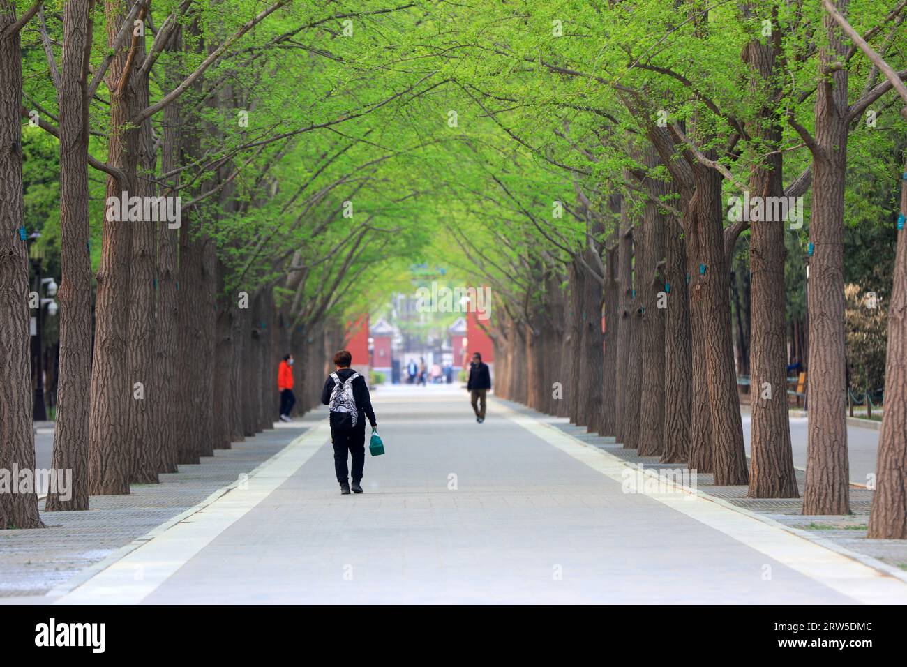 Greening trees in a park, Beijing Stock Photo - Alamy
