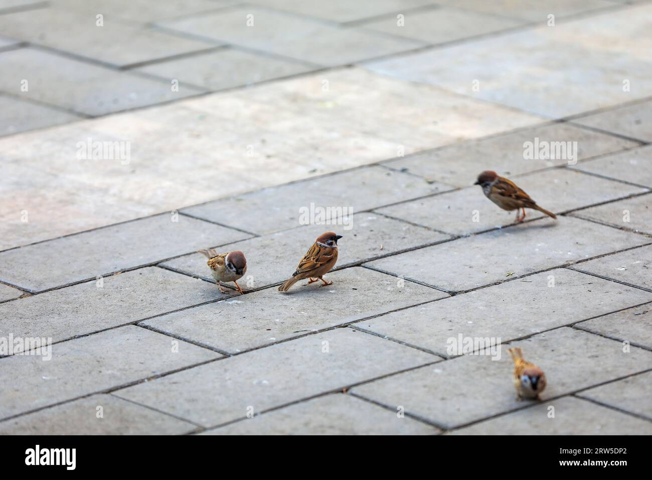 Sparrows forage on the ground in a park in North China Stock Photo - Alamy