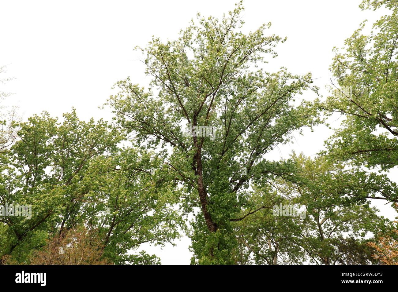 Tall poplar hi-res stock photography and images - Alamy