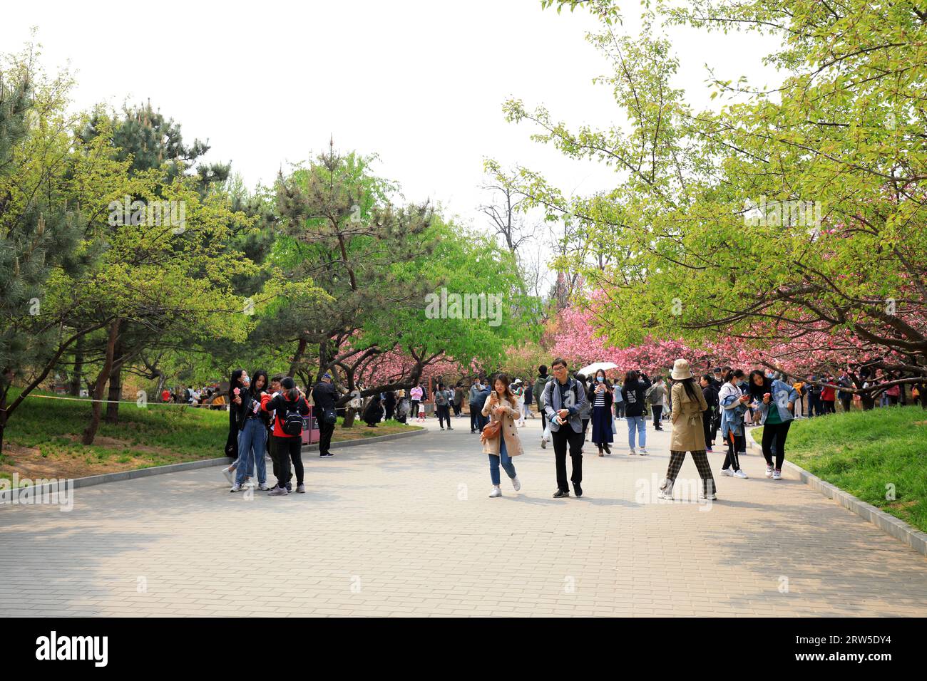 Beijing, China - April 10, 2021: people enjoy cherry blossoms in ...