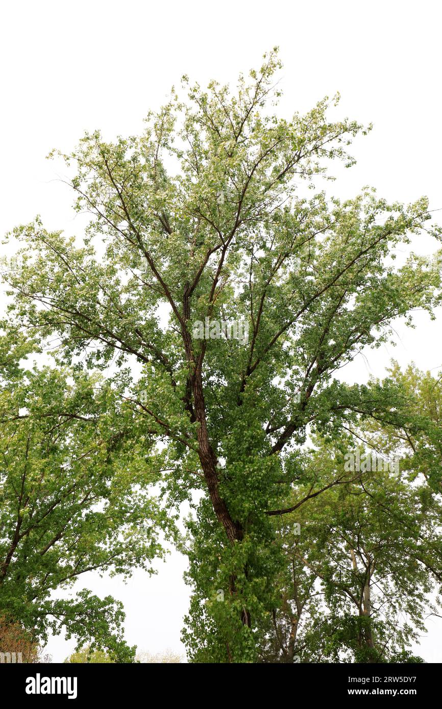 Tall poplar trees in the park, Beijing Stock Photo - Alamy