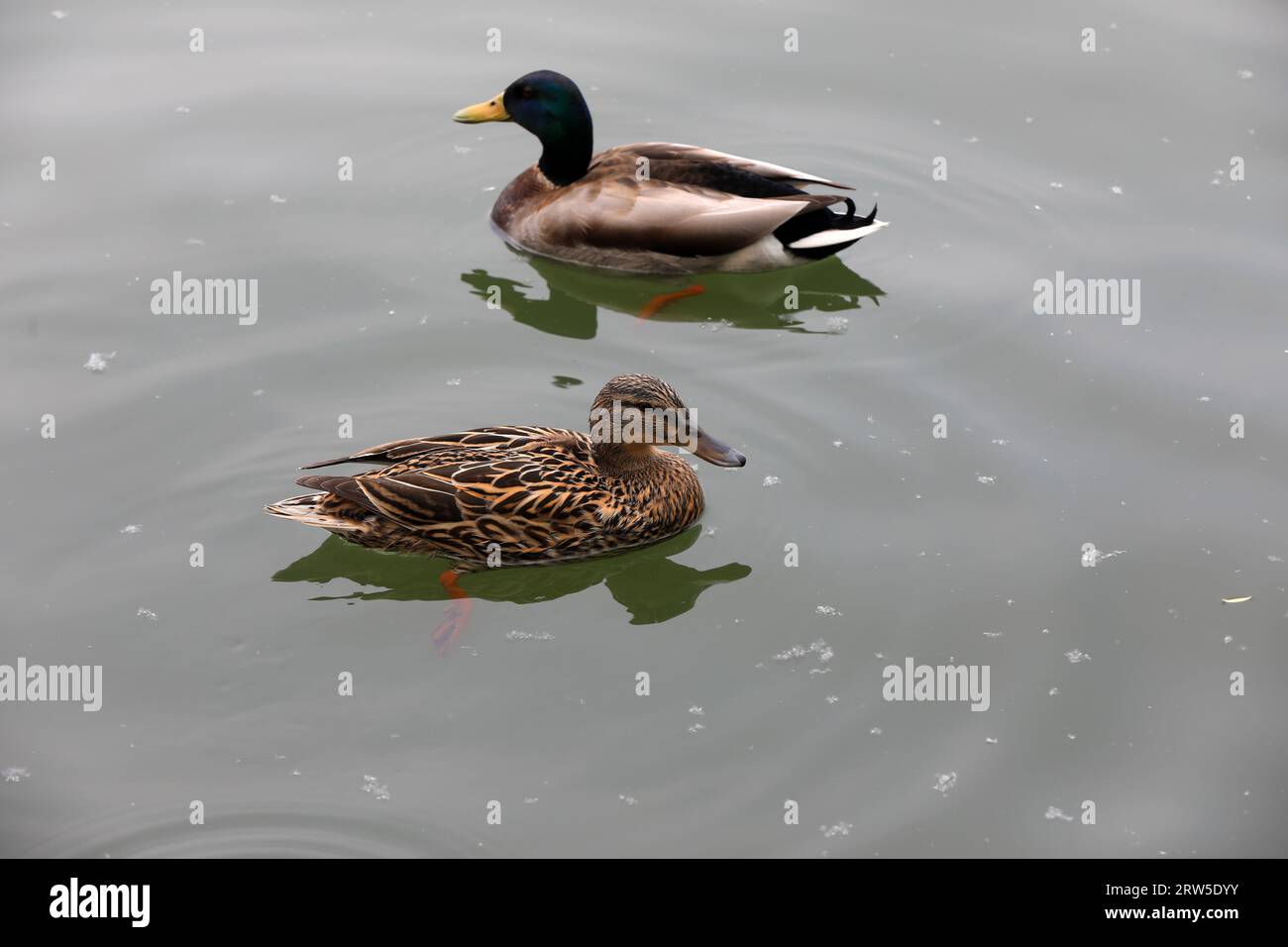 Wild ducks live in ponds in Beijing Stock Photo - Alamy