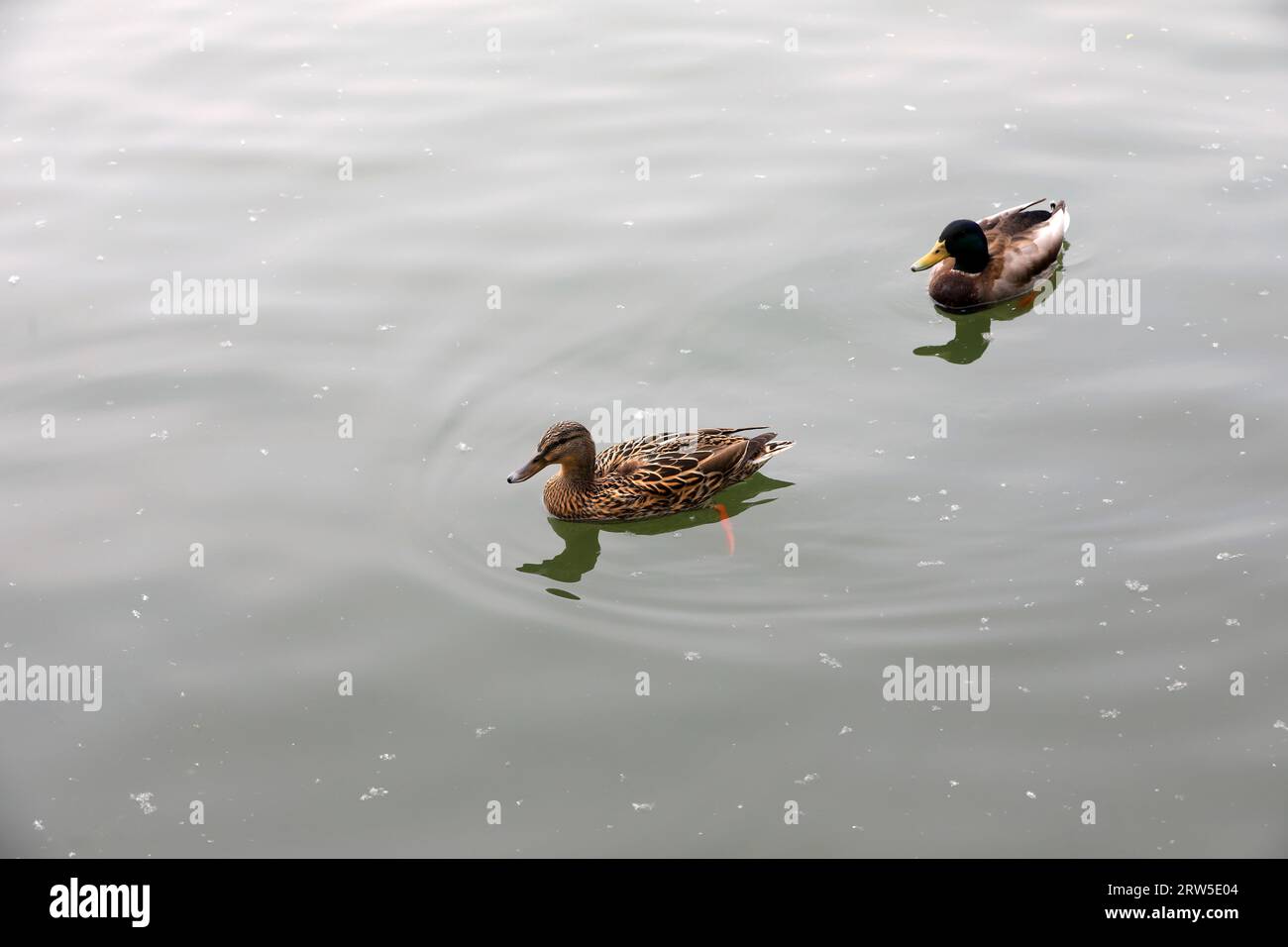 Wild ducks live in ponds in Beijing Stock Photo - Alamy