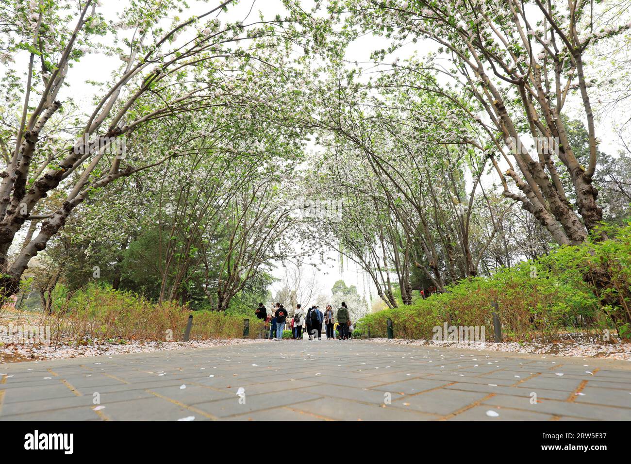 Tourists enjoy cherry blossoms in Yuyuantan Park in Beijing Stock Photo ...