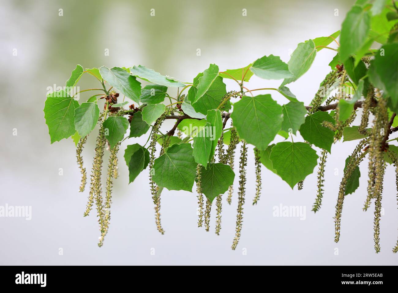 Populus tomentosa hi-res stock photography and images - Alamy