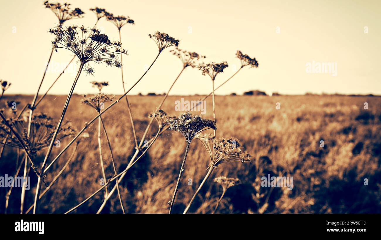 Dry plants in the meadow close-up. Wild dry field plants in autumn at ...