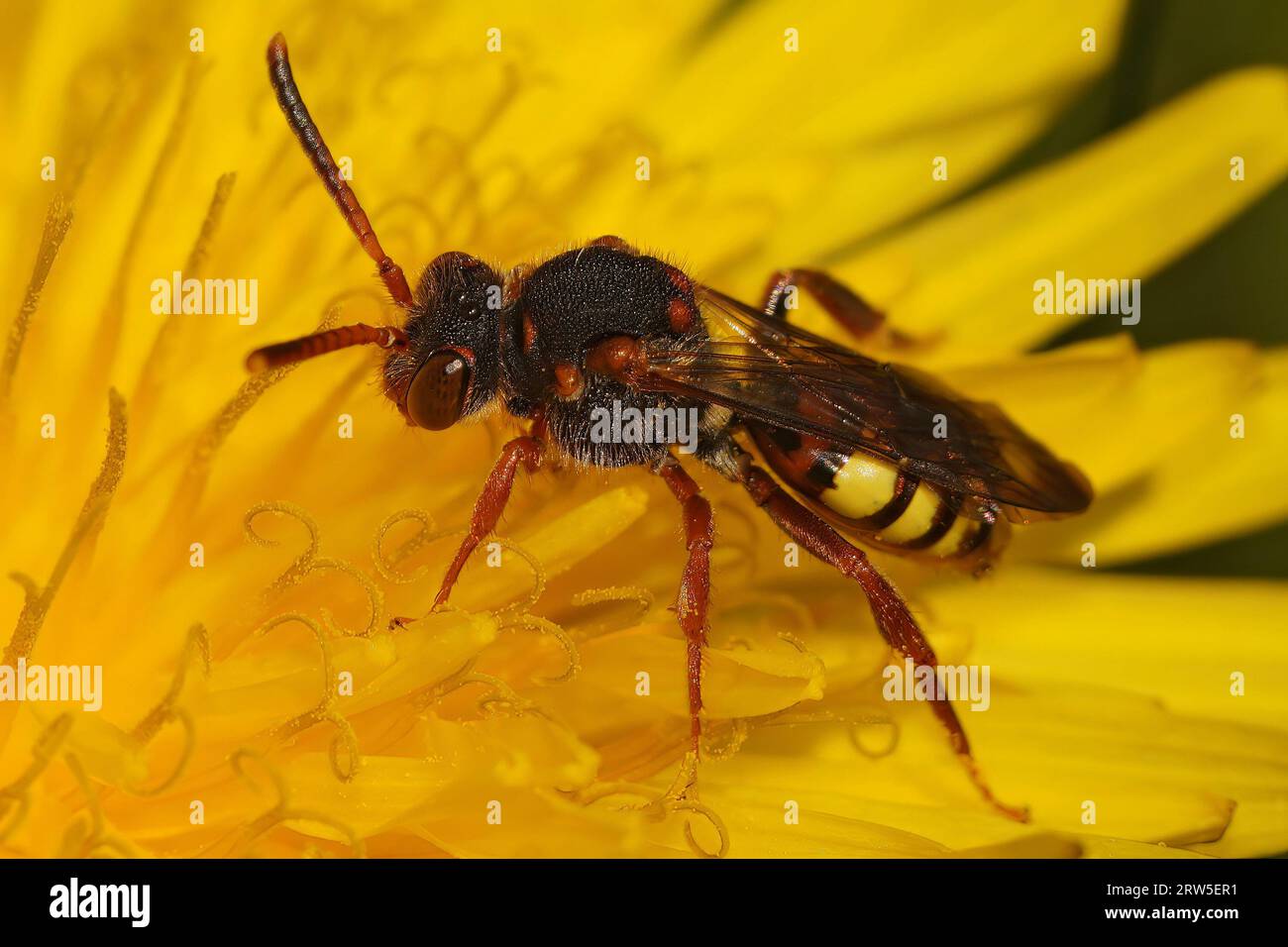 Nomada zonata hi-res stock photography and images - Alamy