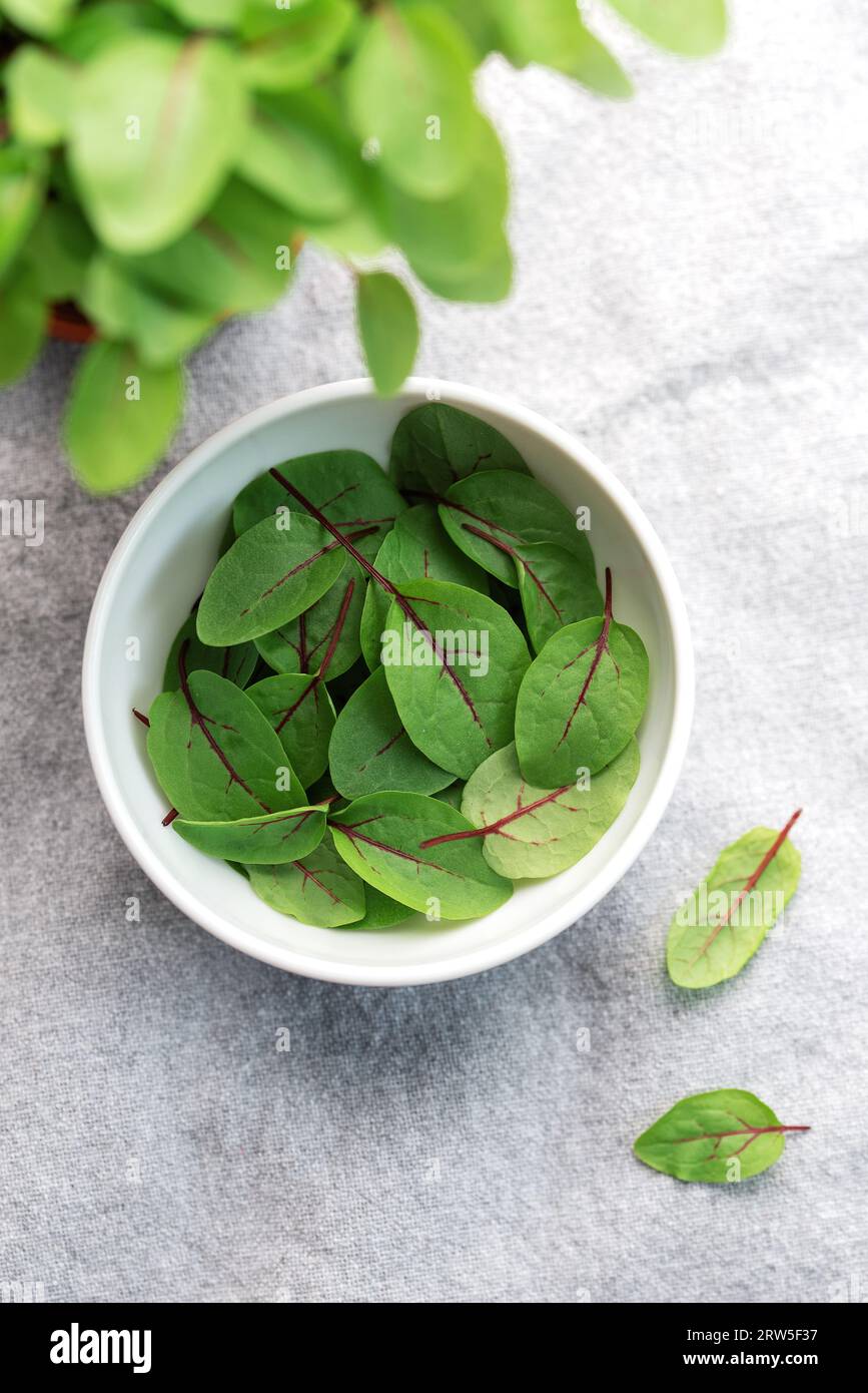Fresh sorrel microgreens on a gray concrete background. Healthy Eating ...