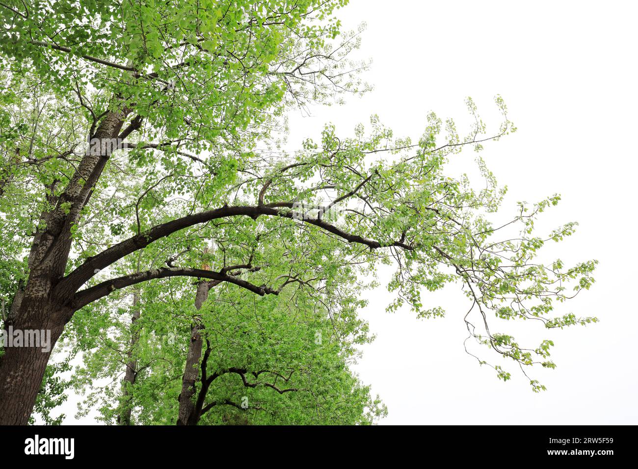 Populus tomentosa hi-res stock photography and images - Alamy