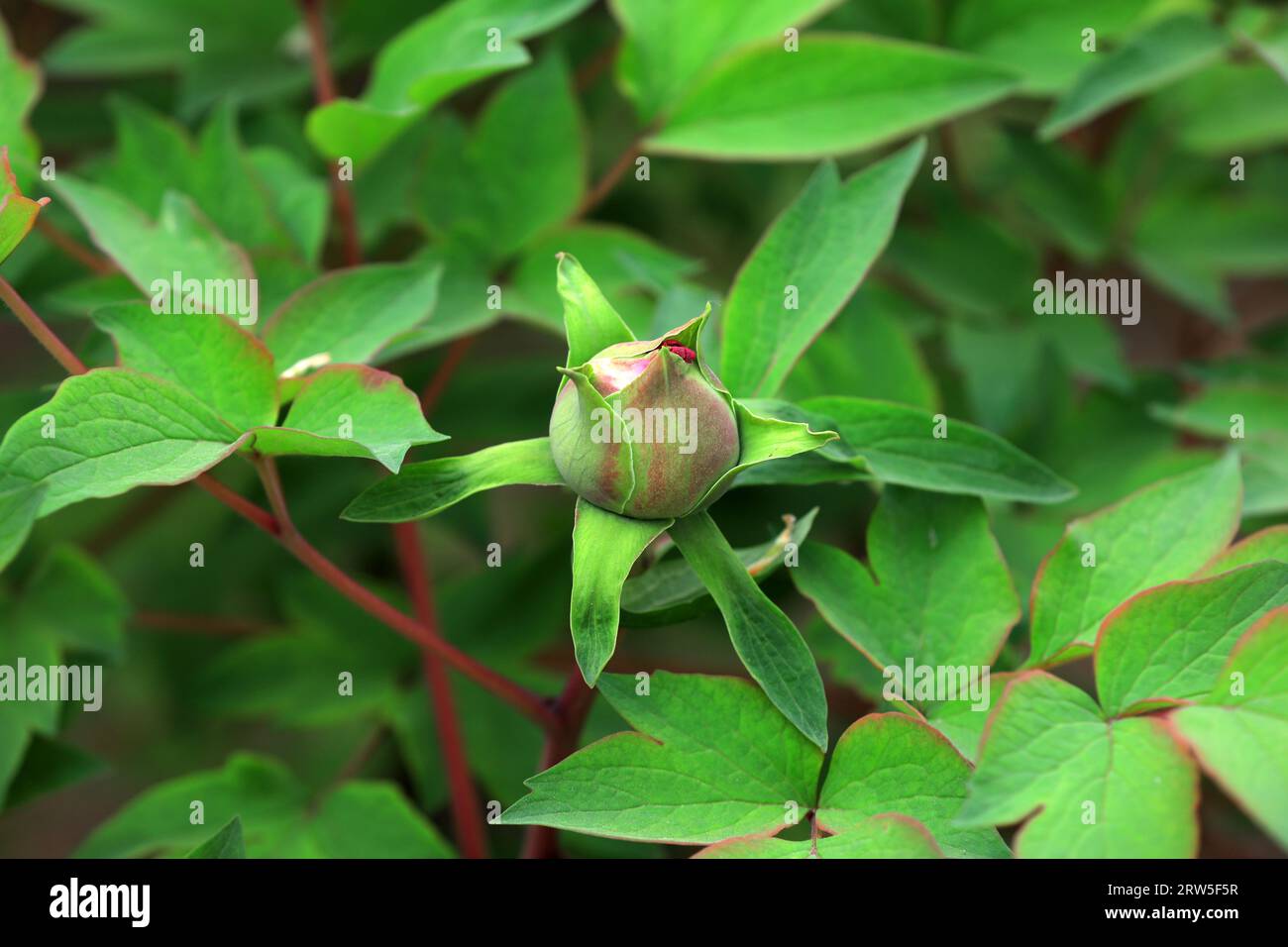 Peonies in full bloom hi-res stock photography and images - Alamy