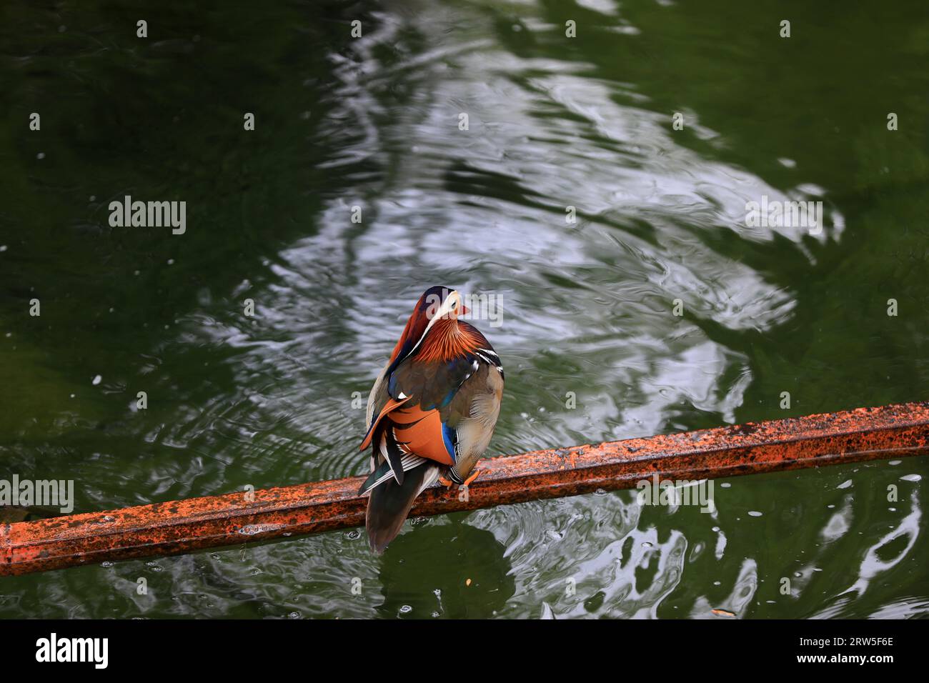 Beijing zoo animals hi-res stock photography and images - Alamy