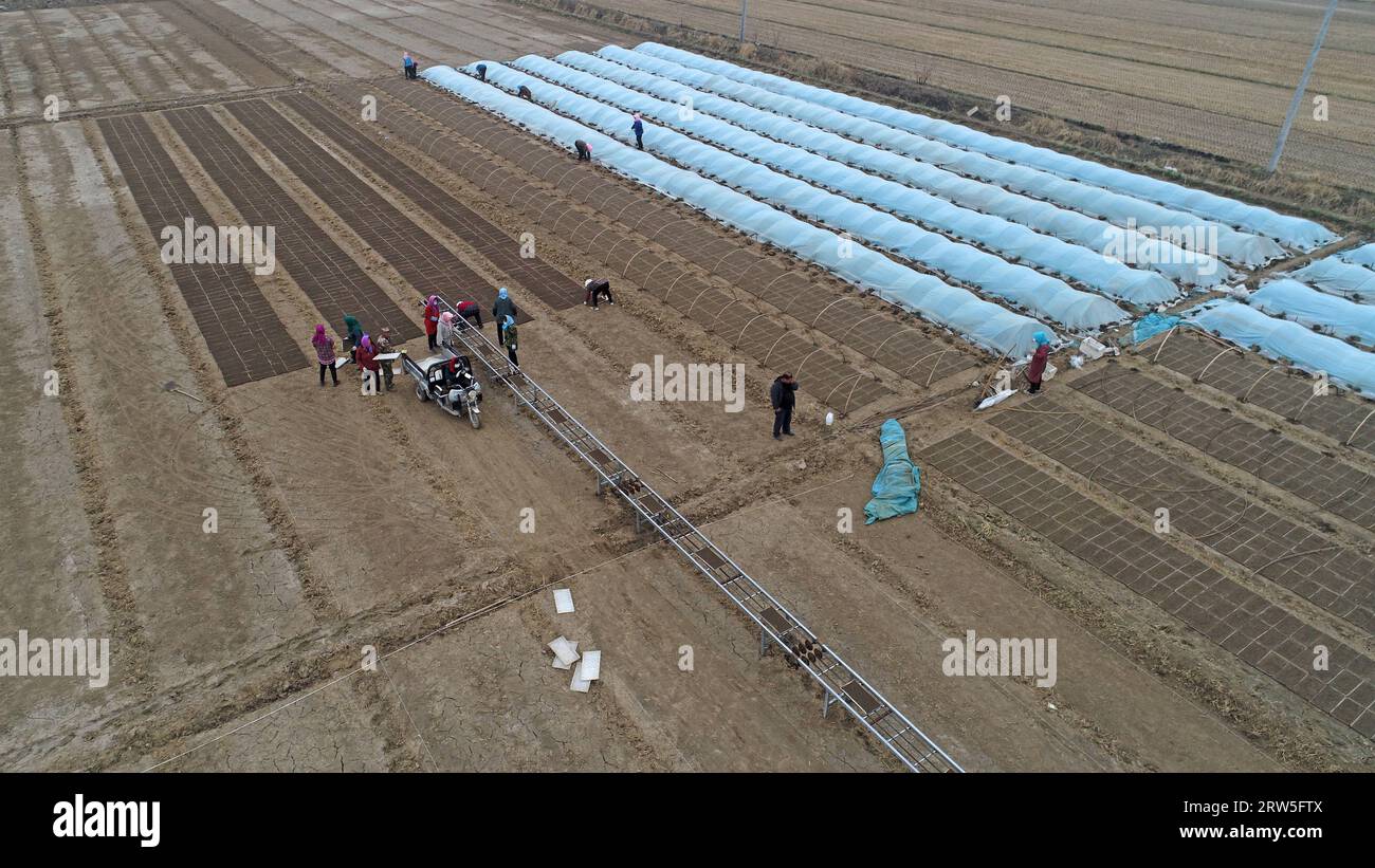 Farmers are planting rice in the fields, North China Stock Photo - Alamy