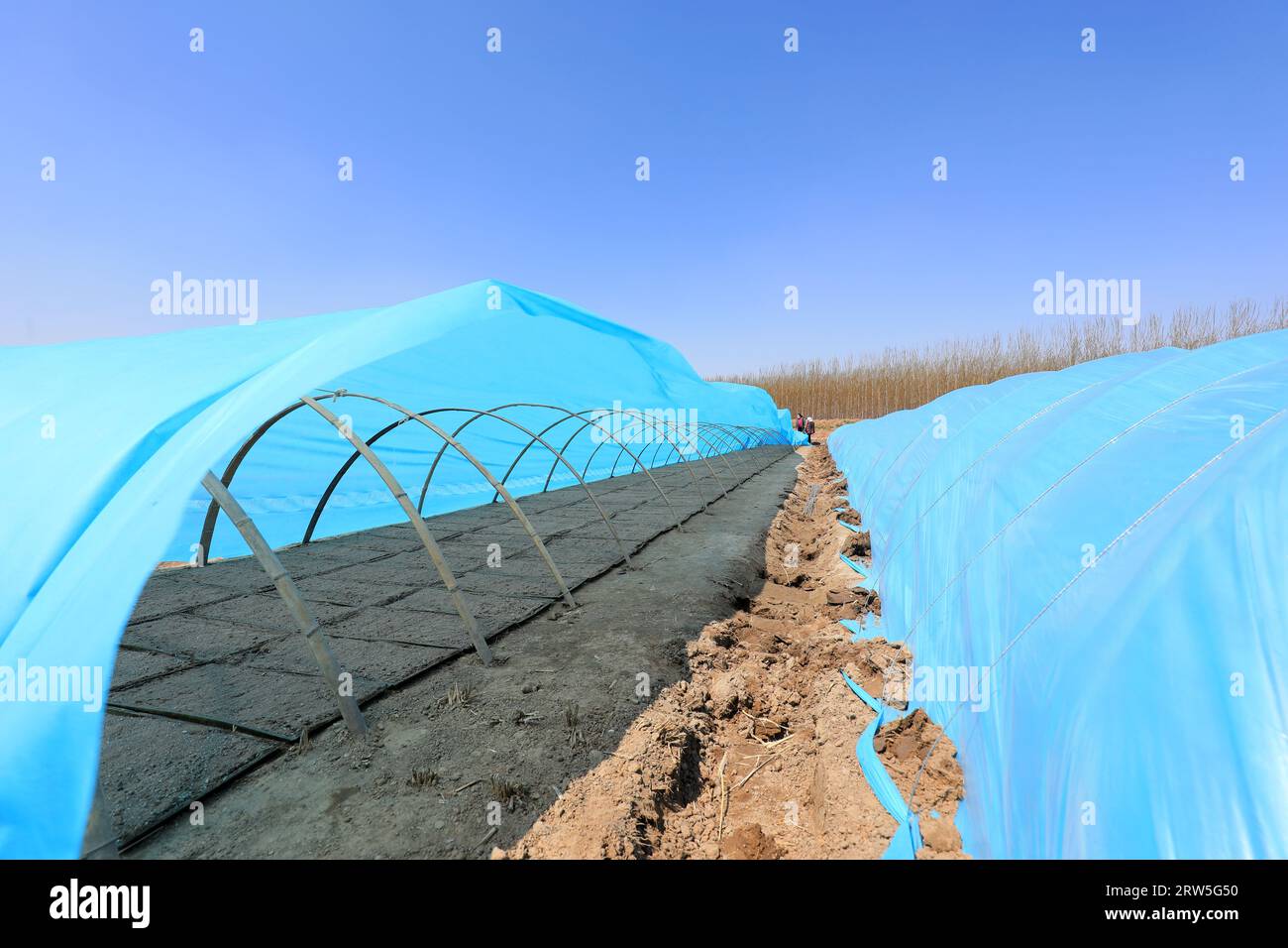Rice seedling raising shed in the wind, North China Stock Photo - Alamy