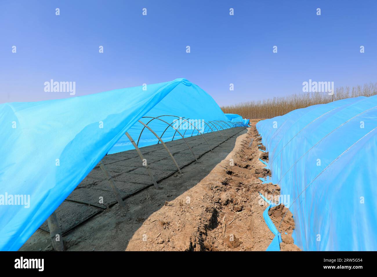 Rice seedling raising shed in the wind, North China Stock Photo - Alamy
