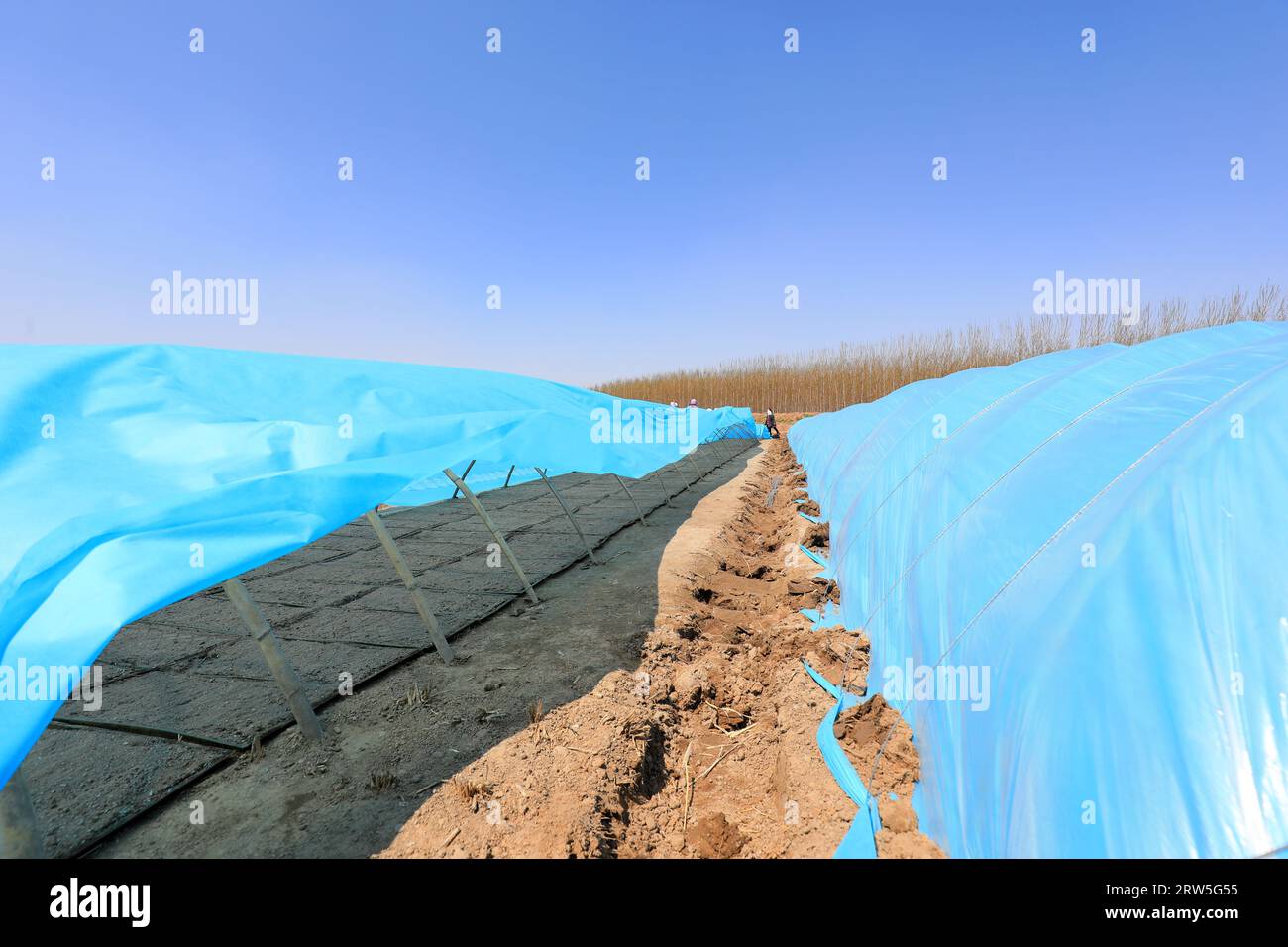 Rice seedling raising shed in the wind, North China Stock Photo - Alamy