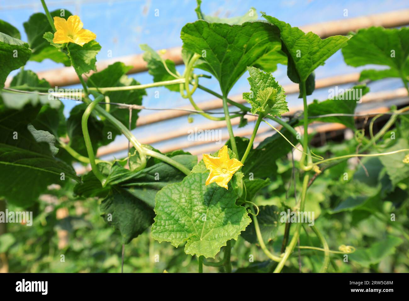 Melon flowers hi-res stock photography and images - Alamy