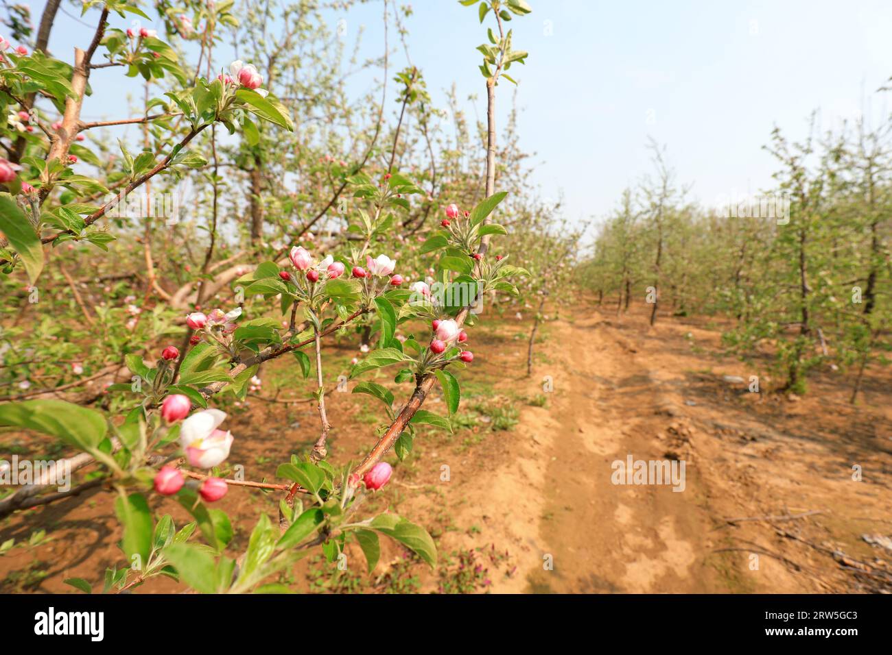 The thriving apple trees are in an orchard in North China Stock Photo ...
