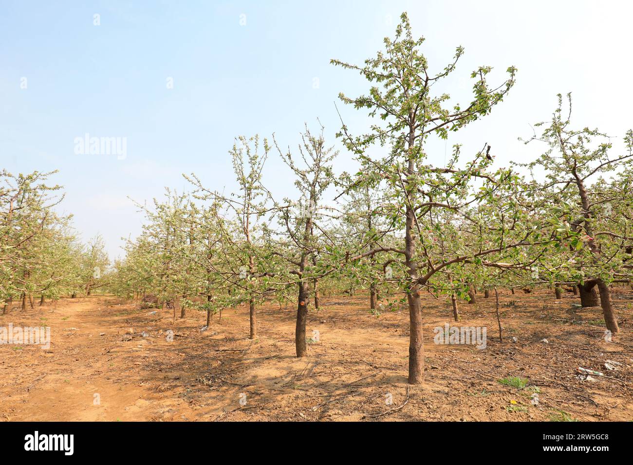 The thriving apple trees are in an orchard in North China Stock Photo ...