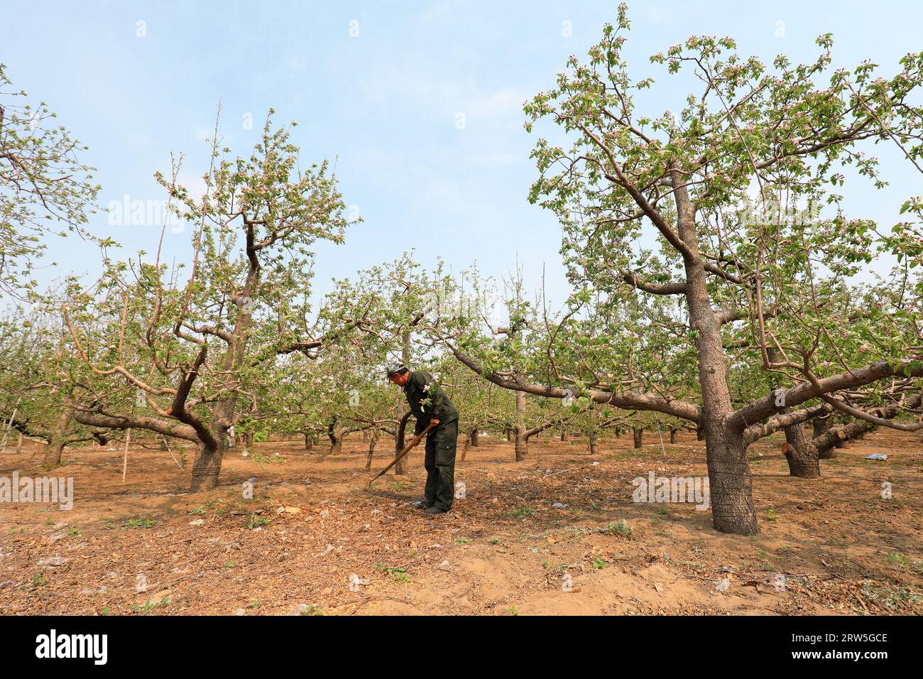 LUANNAN COUNTY, China - April 15, 2021: Farmers weeding in apple ...