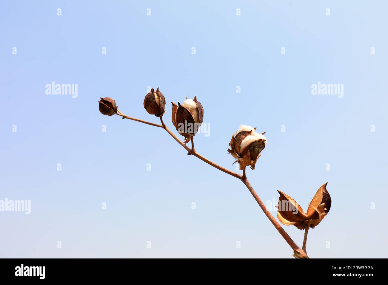 Dry cotton straw in the sky background Stock Photo - Alamy