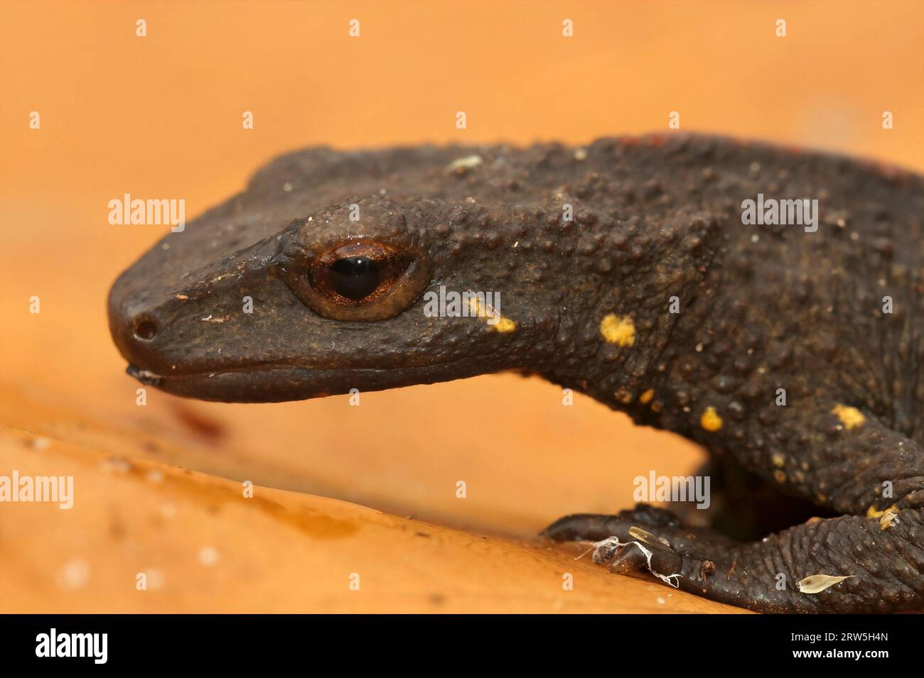 Natural Closeup on a terrestrial, dark ,adult, male Chinese warty newt ...