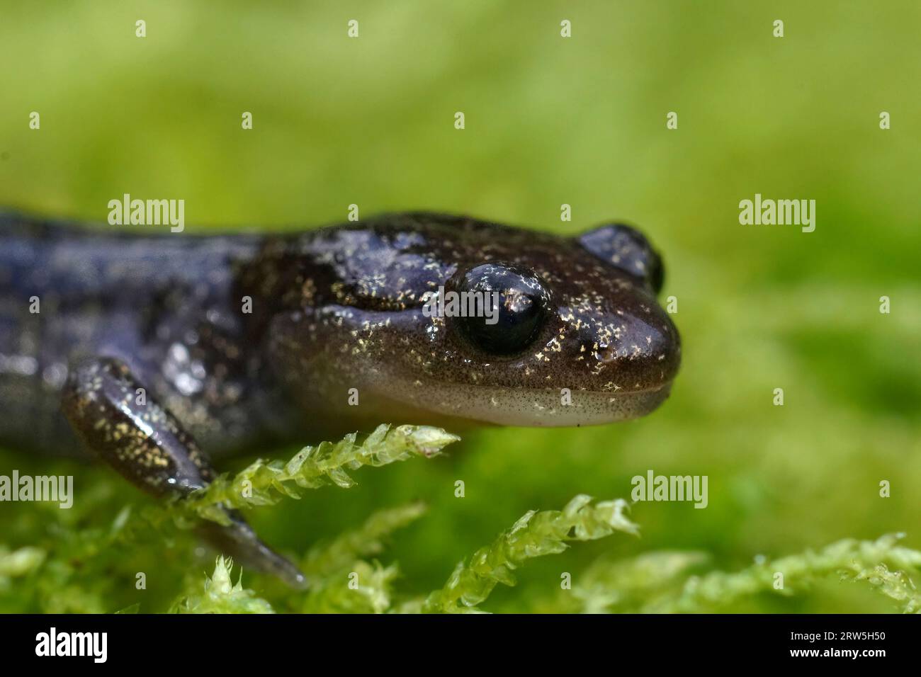 Natural closeup on a juvenile Japanese Hokkaido salamander Hynobius ...