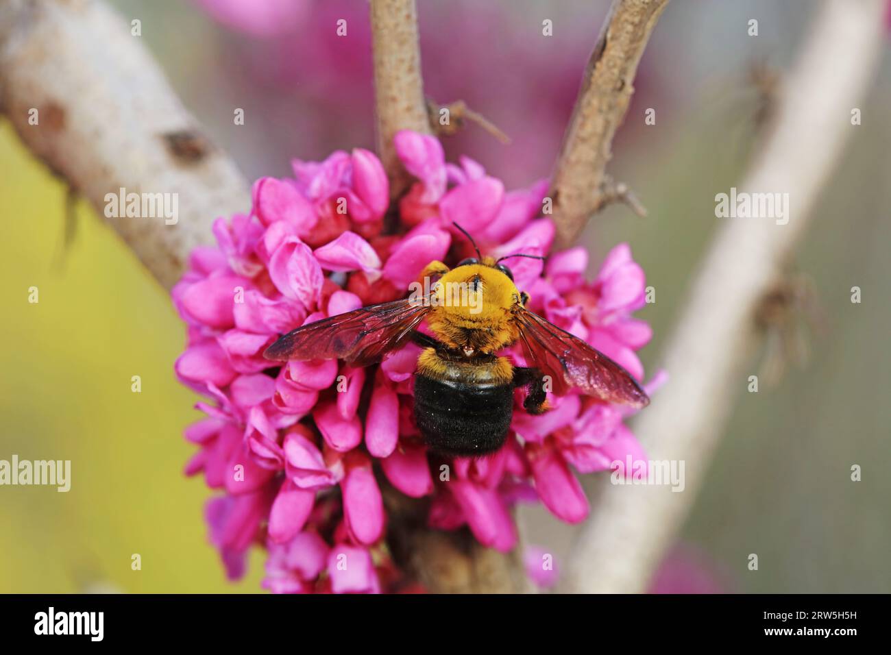 Yellow breasted wasp collects honey on Wisteria flowers, North China ...
