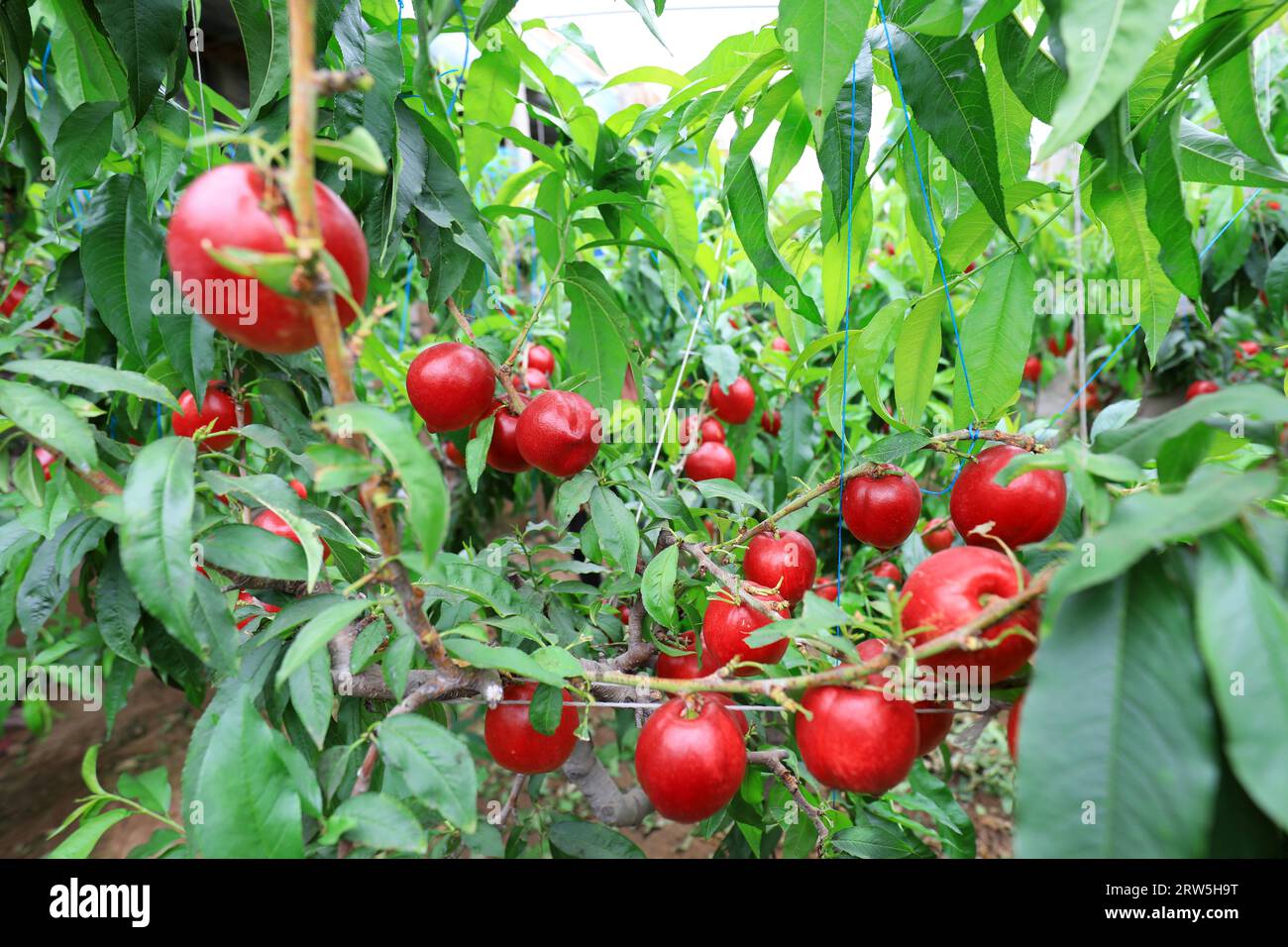 Nectarines fruit tree orchard hi-res stock photography and images - Alamy