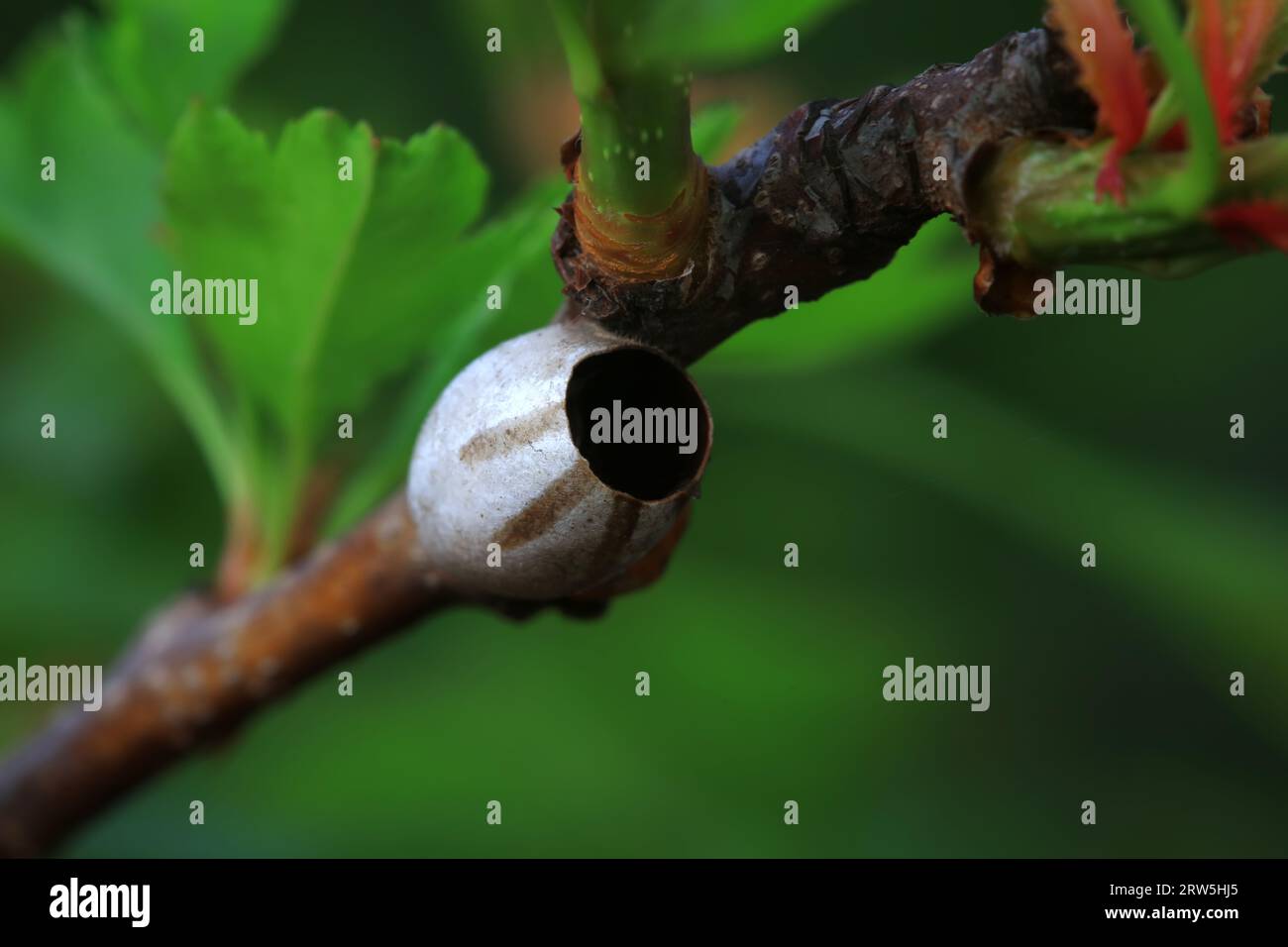 Insect cocoon shells on wild plants, North China Stock Photo - Alamy