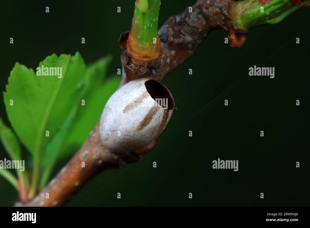 Insect cocoon shells on wild plants, North China Stock Photo - Alamy