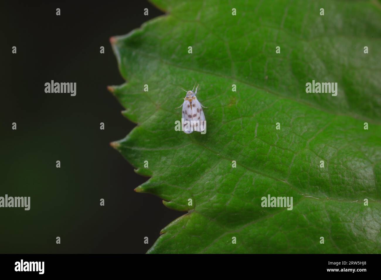 Whitefly, a very tiny flying insect, North China Stock Photo - Alamy