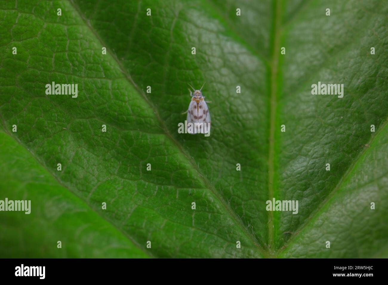 Whitefly biology hi-res stock photography and images - Alamy