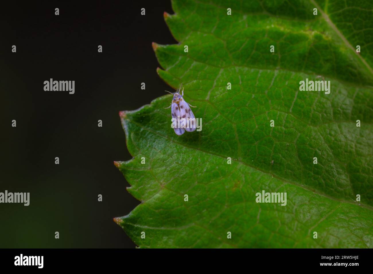 Whitefly, a very tiny flying insect, North China Stock Photo - Alamy