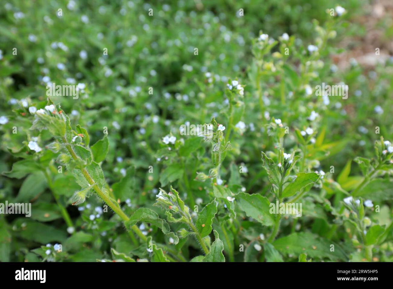 Bothriospermum chinense Bunge, Spot grass grows in nature, North China ...