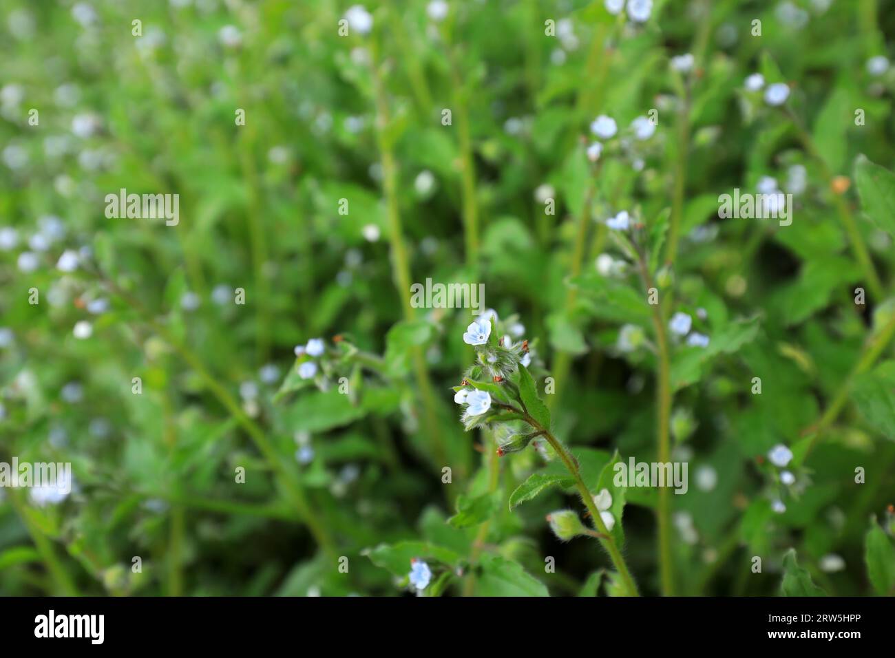 Bothriospermum chinense Bunge, Spot grass grows in nature, North China ...