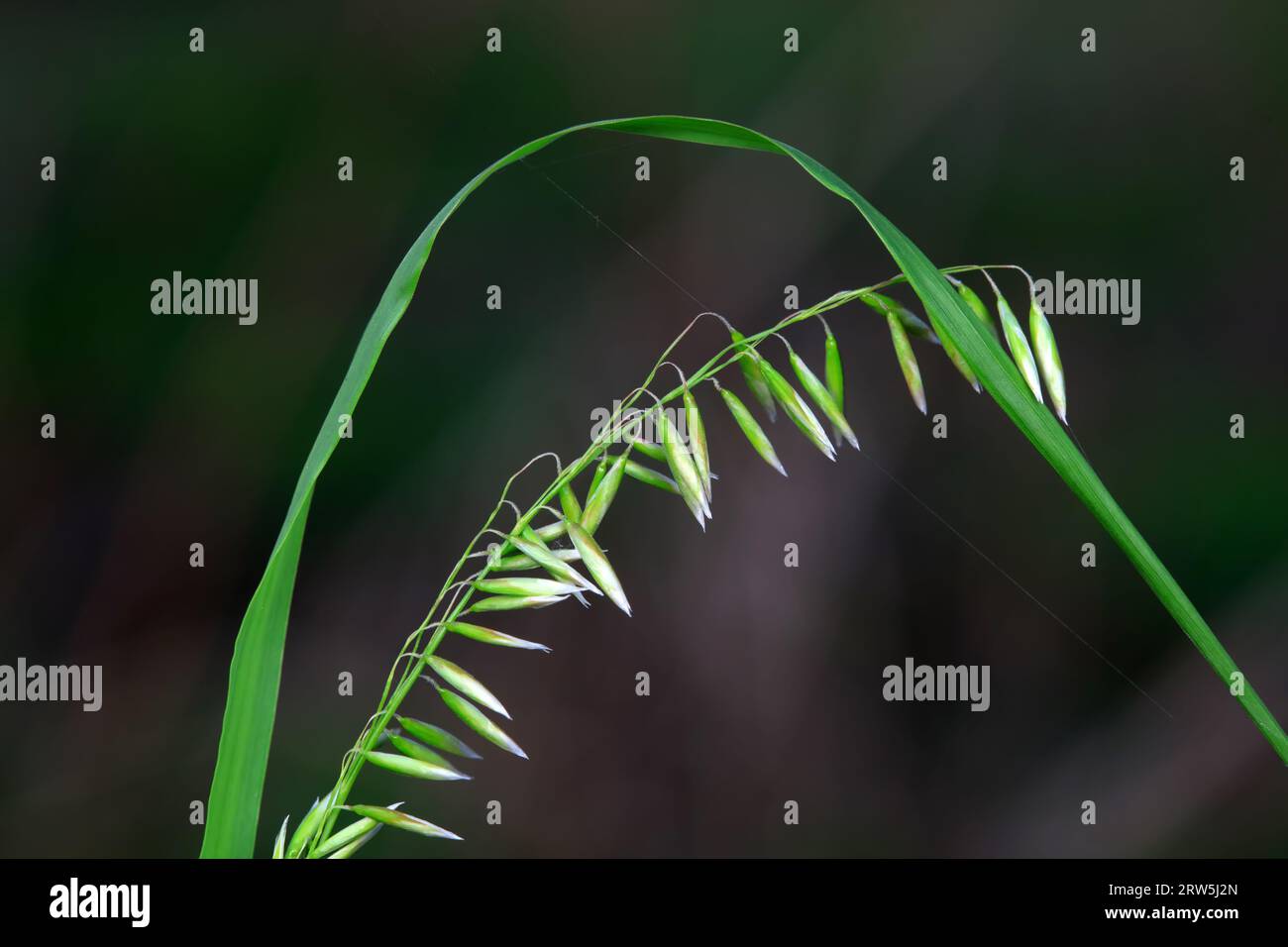 Odorous hi-res stock photography and images - Alamy