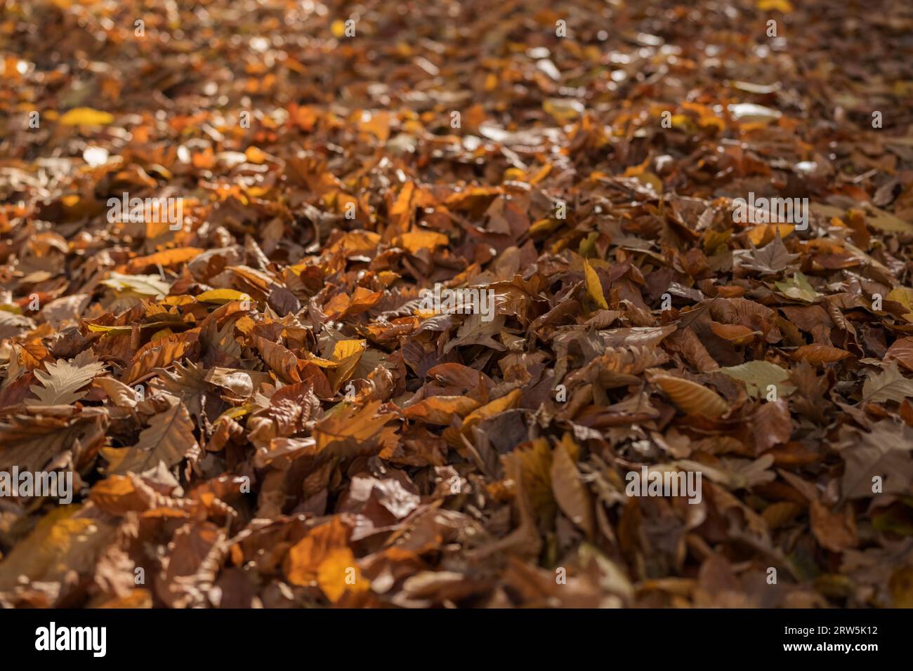 Dry fallen autumn leaves on a ground in a forest, seasonal content ...